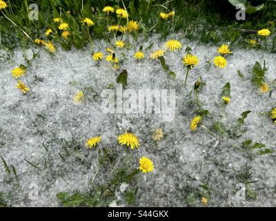 Poplar tree seeds on ground Stock Photo - Alamy