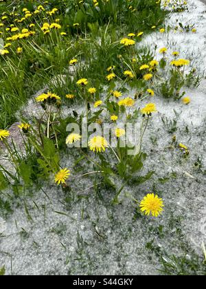 Poplar tree seeds on ground Stock Photo - Alamy