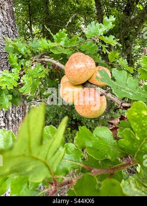 California Gall Wasp (Andricus quercuscalifornicus) Insecta Stock Photo ...