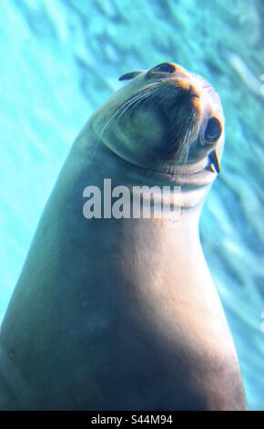 Animal Basking in Ambient Light, Fish Swimming Around Underwater ...