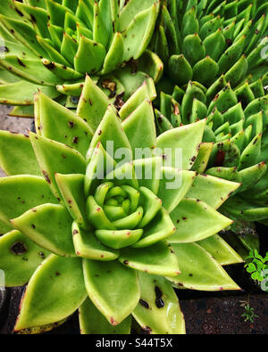 Geometric patterns in a green cactus plant in Peña de Bernal, Queretaro ...
