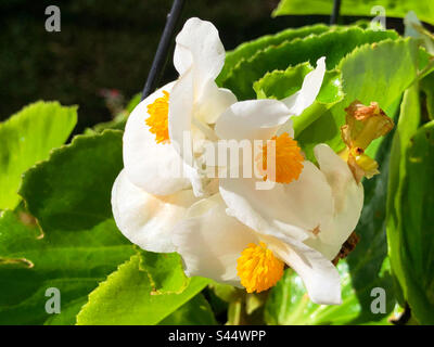 White begonias in a Florida backyard Stock Photo - Alamy