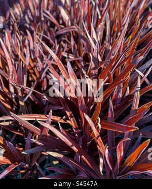 Red Star spike plants at a nursery Stock Photo - Alamy