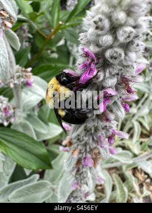 Lamb’s Ear purple flower on white stalk promising renewal of spring and ...