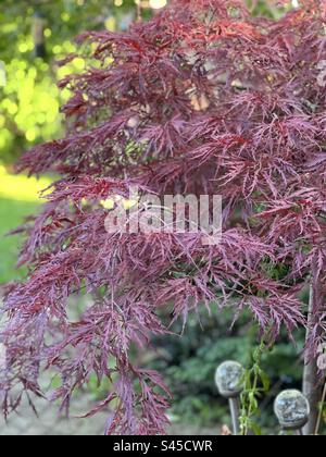 Purple Japanese maple tree Stock Photo - Alamy