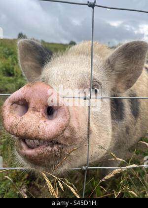 pig saying hello Stock Photo - Alamy