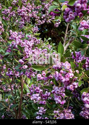 Backyard harvest. Edible maroon lilly pilly berries of Syzygium smithii ...