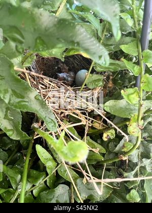 Baby birds hatching Stock Photo - Alamy