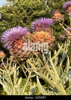 giant thistles, symbol of scotland, thistle heads, purple flowers ...