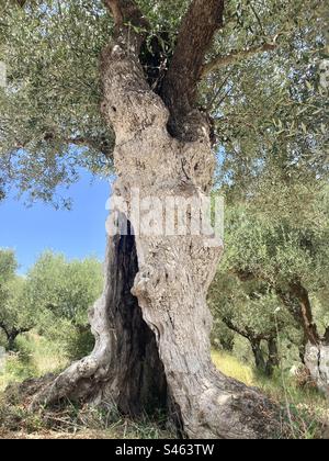 Burnt Greek olive tree Stock Photo - Alamy