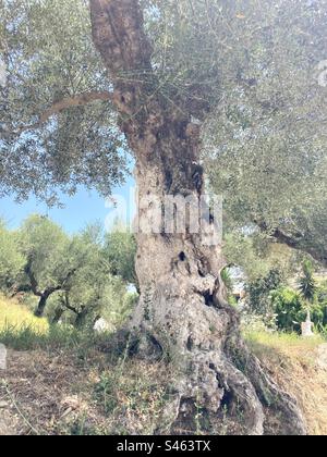 Burnt greek olive tree Stock Photo - Alamy