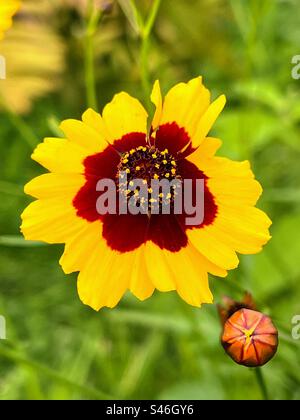 Plains coreopsis, garden tickseed, golden tickseed, or calliopsis ...