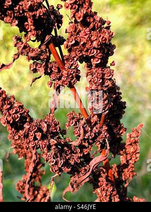 Curled dock, Rumex crispus, seeds Stock Photo - Alamy
