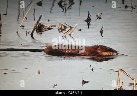 Muskrat, wildlife, rodent, Using mud, pond weeds, cattail and bulrushes ...