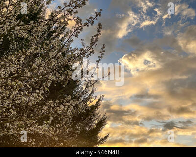 Low angle view of a Bradford Pear tree Stock Photo - Alamy