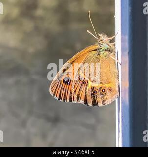 Spanish Gatekeeper (Pyronia bathseba), on a twig, dorsal view, France ...