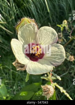 bladder ketmia, flower-of-an-hour, venice mallow (Hibiscus trionum ...