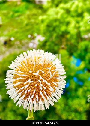 Neolamarckia cadamba burflower-tree laran Leichhardt pine kodom ful ...
