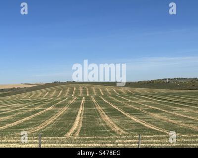 Harvesting in Alberta, Canada, swathing, swath, agriculture, farming ...