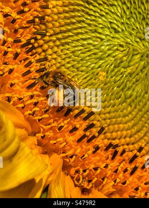 Honey bee on sunflower Stock Photo - Alamy