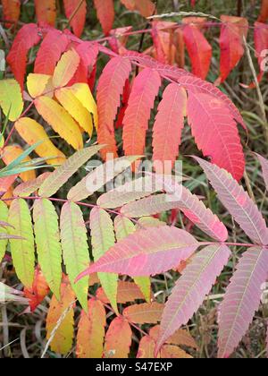 Red, orange, yellow and green sumac leaves. Autumn coloration of Rhus ...