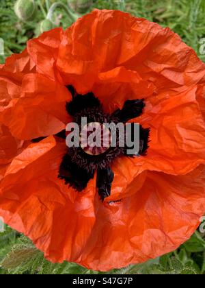 Big Orange Oriental Poppy Stock Photo - Alamy
