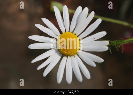 Beautiful daisy flower in full bloom Stock Photo - Alamy