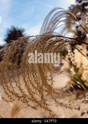 Fluffy bush, close up Stock Photo - Alamy