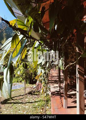 Creepers and leaves hanging down from the roof Stock Photo - Alamy