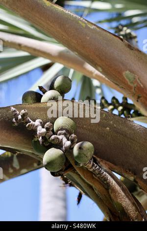 Latania loddigesii, blue latan palm, latanier de l'Ile Ronde, Latania ...