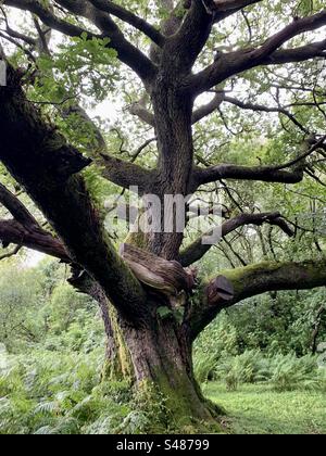 Old big tree with twisting branches in Royal Botanical Garden in Sri ...