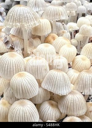 White mushroom, Coprinellus disseminatus, Coprinus disseminatus, fairy ...