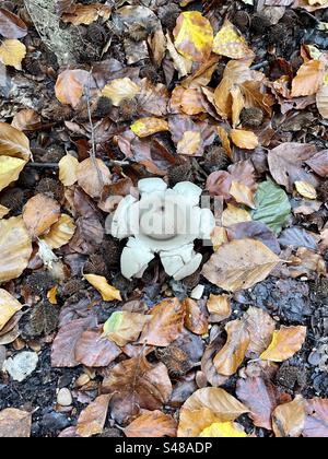 Earth Star fungus Stock Photo - Alamy