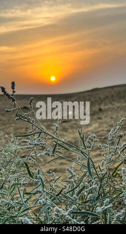 Cactus. Thar desert, Jaisalmer. Rajasthan, India Stock Photo - Alamy