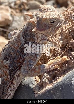 desert horned toad Stock Photo - Alamy
