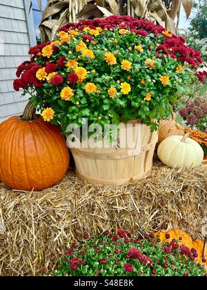Red and yellow orange mums on a front porch that has been decorated for ...