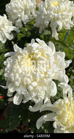 Exhibition for garden and flower lovers Stock Photo - Alamy