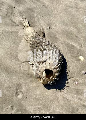 Dead puffer fish washed up on the beach lies on the sand in Zicatela ...