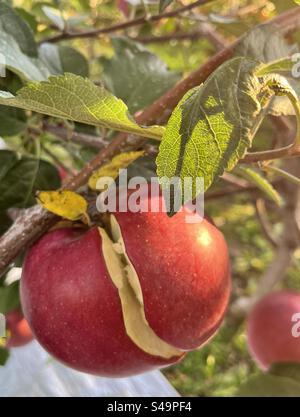 Cracked apple tree Stock Photo - Alamy