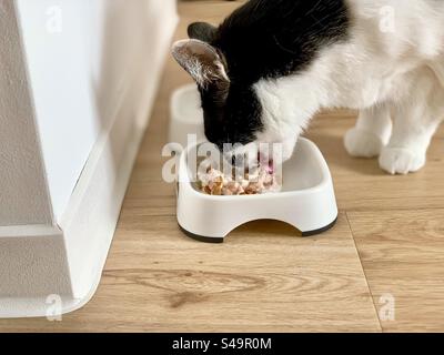 Cute cat eating food at home Stock Photo - Alamy