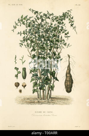 Chinese Yam or cinnamon-vine (Dioscorea polystachya) plant growing up a ...