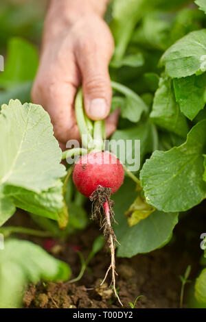 Farmer's hand pulling red radish from ground Stock Photo - Alamy