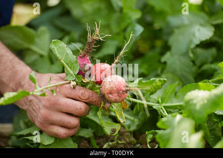 Farmer's hand pulling red radish from ground Stock Photo - Alamy