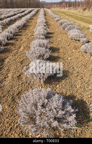 Lavender bushes in the early spring, on a plantation Stock Photo - Alamy