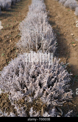 Lavender bushes in the early spring, on a plantation Stock Photo - Alamy