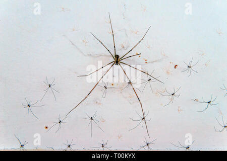 Pholcidae, commonly known as cellar spider or daddy long-legs spider ...