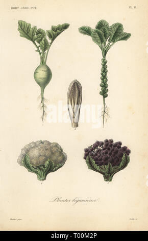 Sea kale, Crambe maritima. Handcoloured copperplate engraving by WE ...
