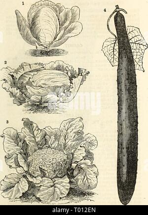 . 1. Early Oxheart Cabbage. 2. Large Late Drumhead Cabbage. 3 ...