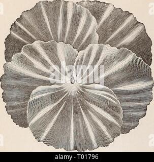 Dreer's garden calendar for 1892 Stock Photo - Alamy