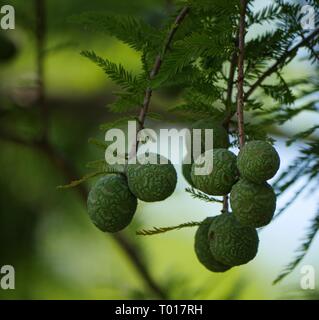 Bald cypress seed Stock Photo - Alamy